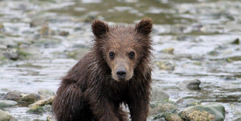 Chinitna Bay Bear Viewing | Fly Rusts